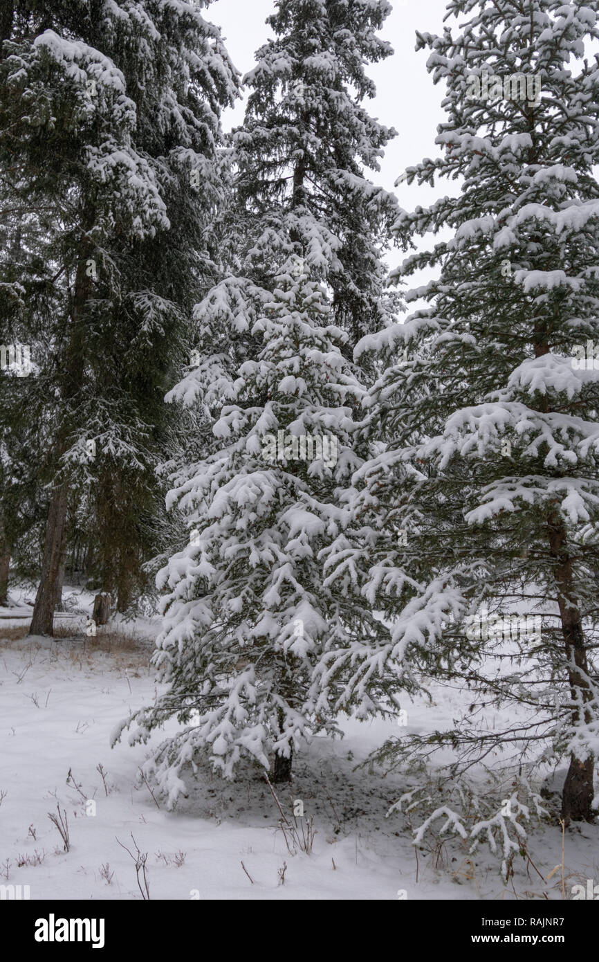 Trees Heavy With Snow After Winter Storm Stock Photo - Alamy