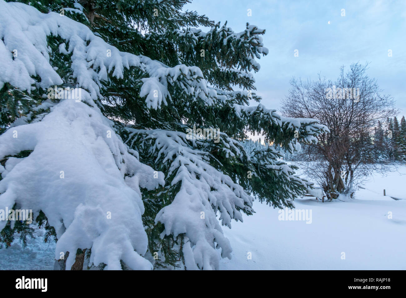 Trees Heavy With Snow After Winter Storm Stock Photo - Alamy