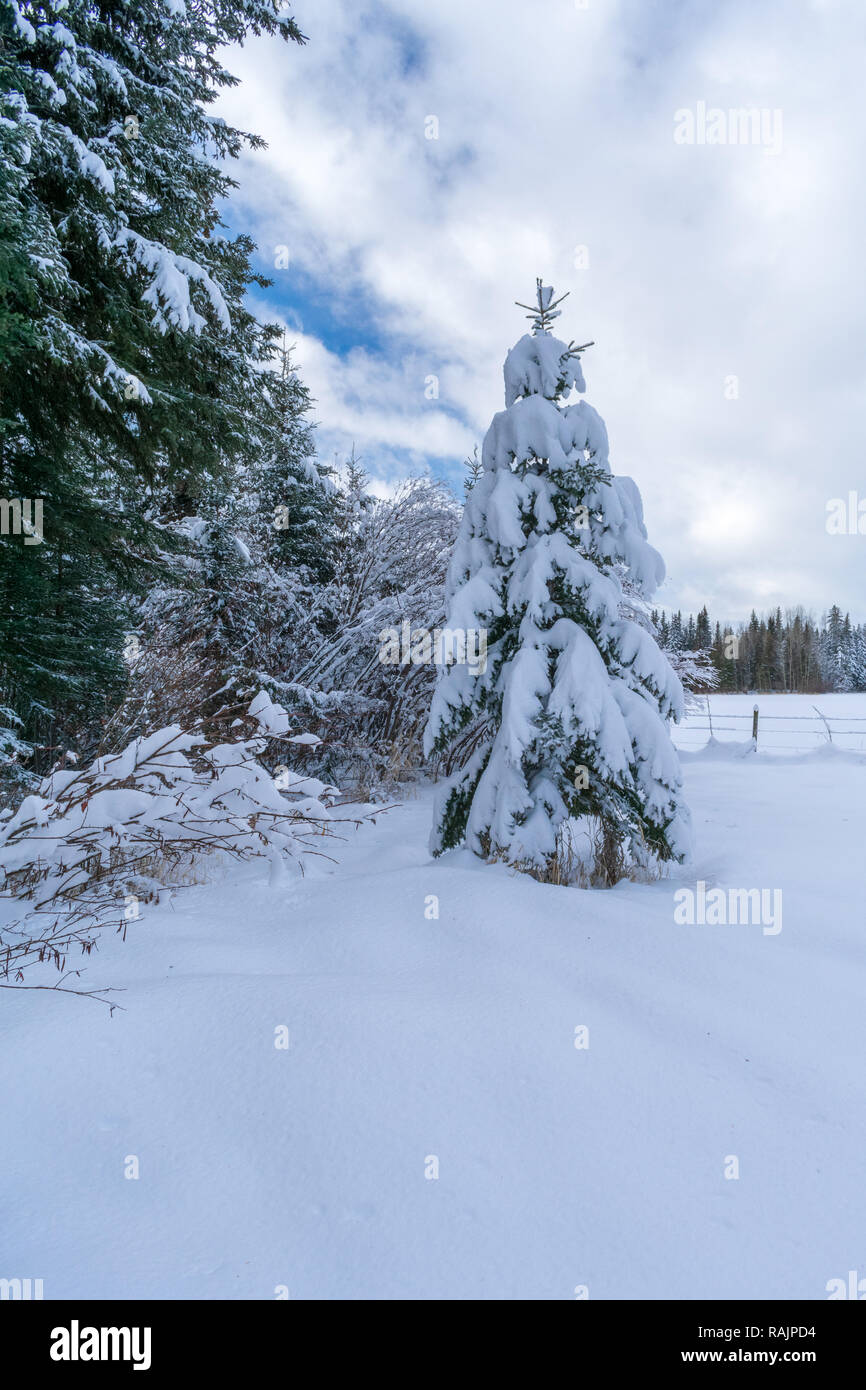 Trees Heavy With Snow After Winter Storm Stock Photo - Alamy