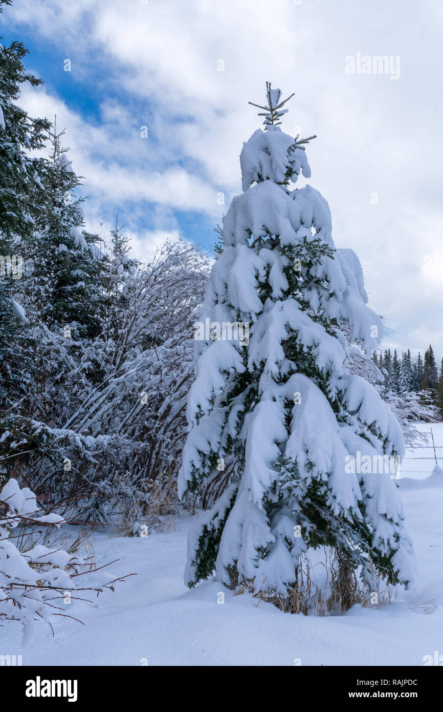 Trees Heavy With Snow After Winter Storm Stock Photo - Alamy