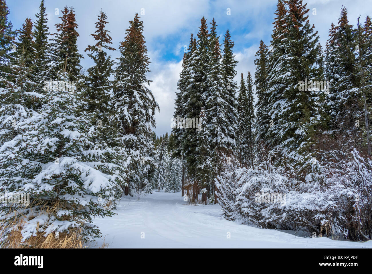 Trees Heavy With Snow After Winter Storm Stock Photo - Alamy