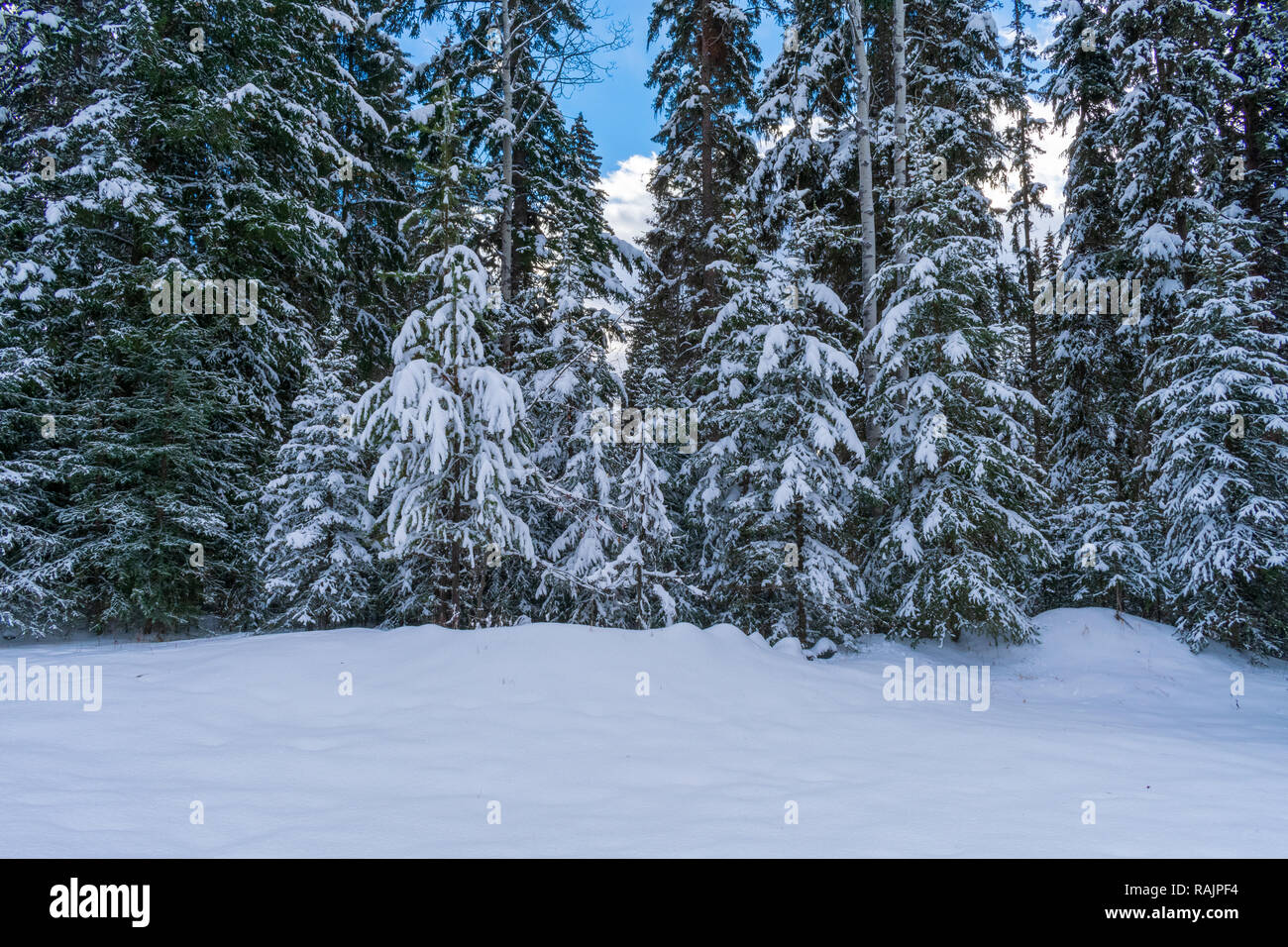 Trees Heavy With Snow After Winter Storm Stock Photo - Alamy