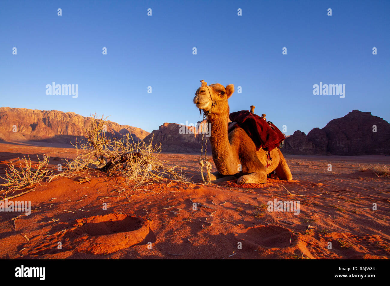 Camel sitting hi-res stock photography and images - Alamy