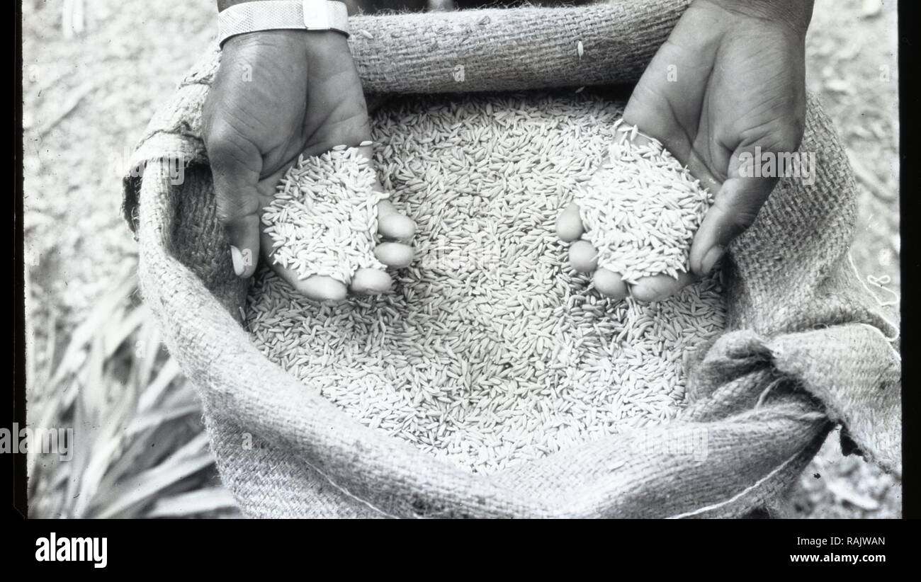 A WORKING SHOWING SOME SEEDS FROM THERE WORK Stock Photo - Alamy