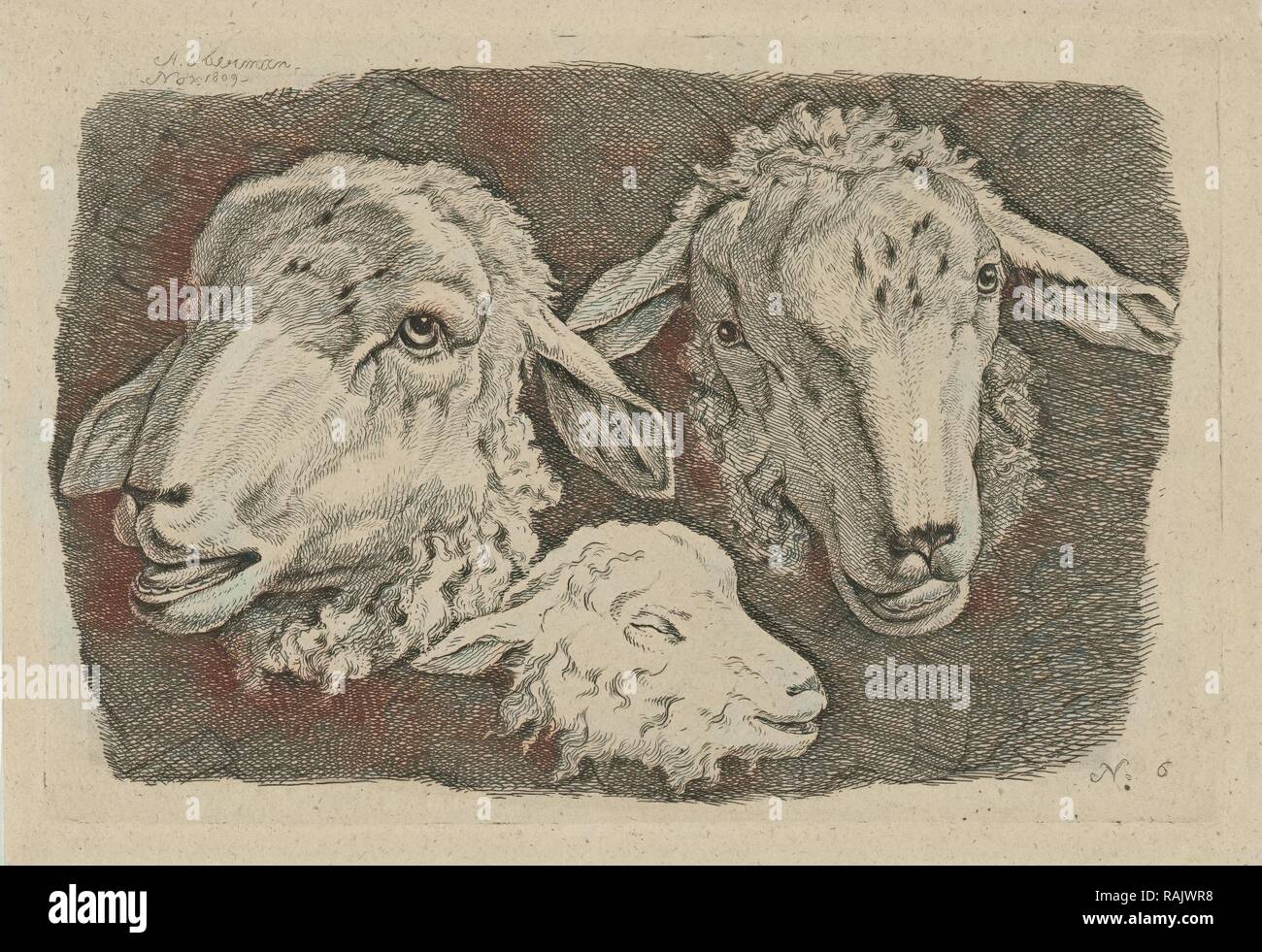Two sheep heads and a head of a lamb, Anthony Oberman, 1809. Reimagined ...