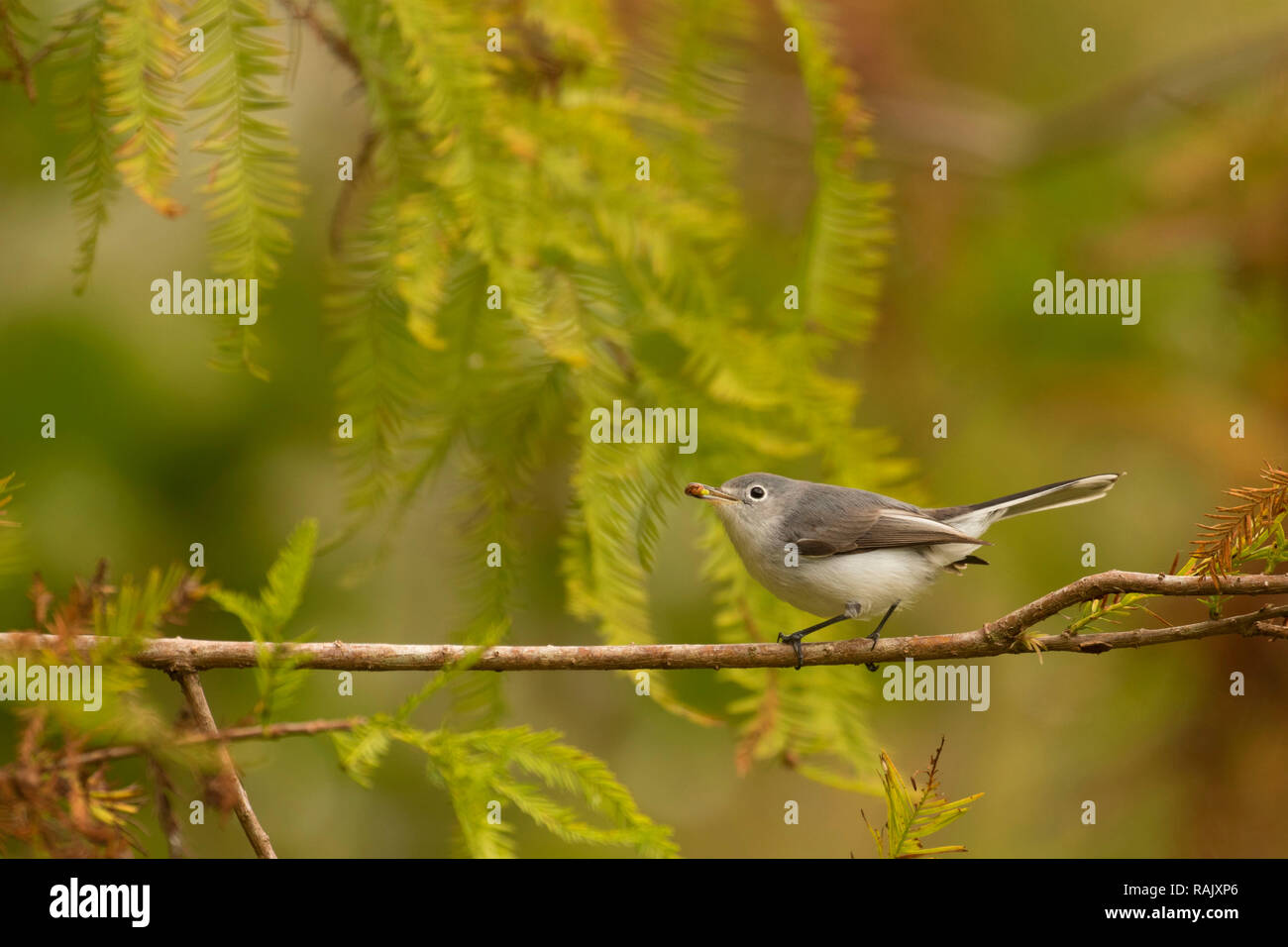 Blue-gray gnatcatcher (Polioptila caerulea), Arthur R. Marshall ...