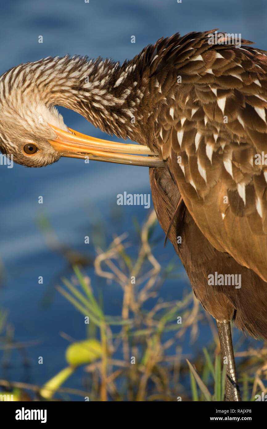 Limpkin (Aramus guarauna), Arthur R. Marshall Loxahatchee National ...