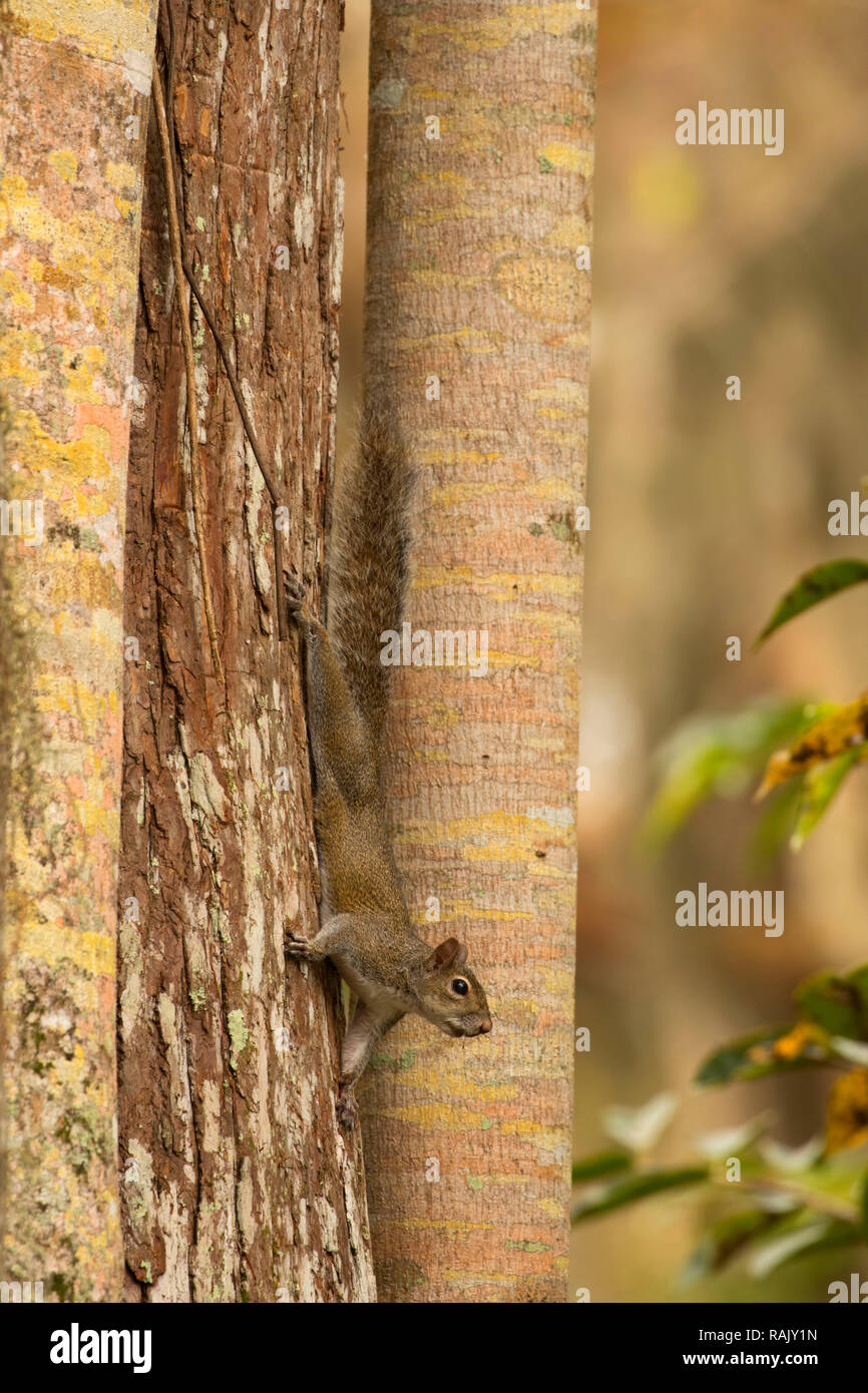 Gray squirrel, Arthur R. Marshall Loxahatchee National Wildlife Refuge ...