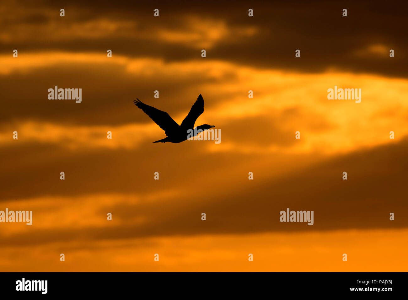 Cormorant sunset, Arthur R. Marshall Loxahatchee National Wildlife ...