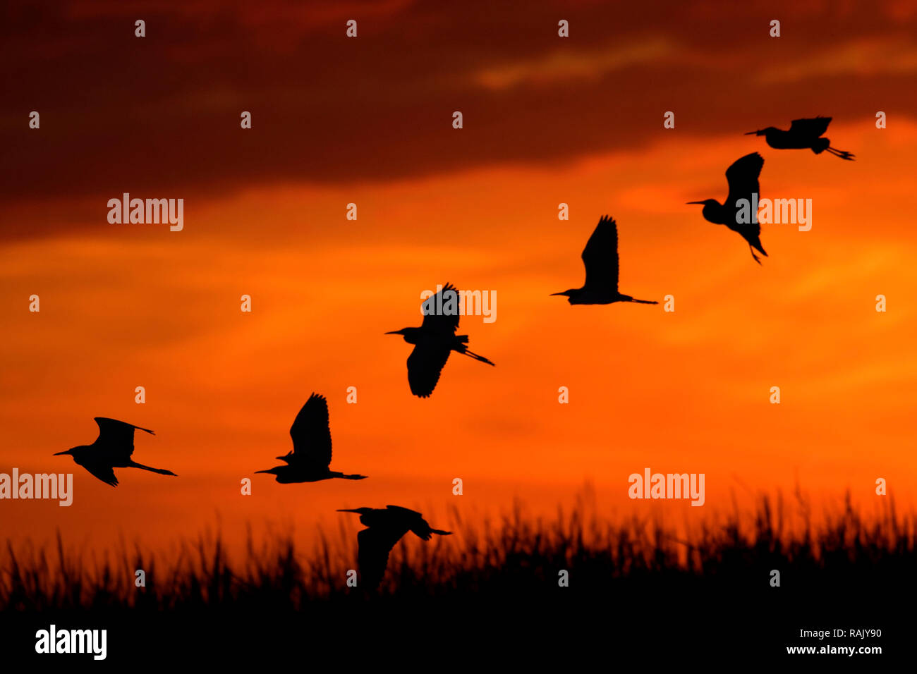 Egret sunset, Arthur R. Marshall Loxahatchee National Wildlife Refuge ...