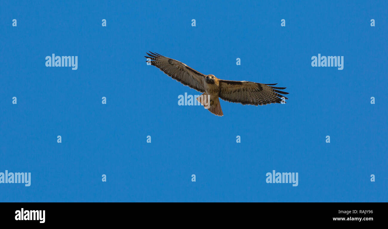 Raptor red tailed hi-res stock photography and images - Alamy