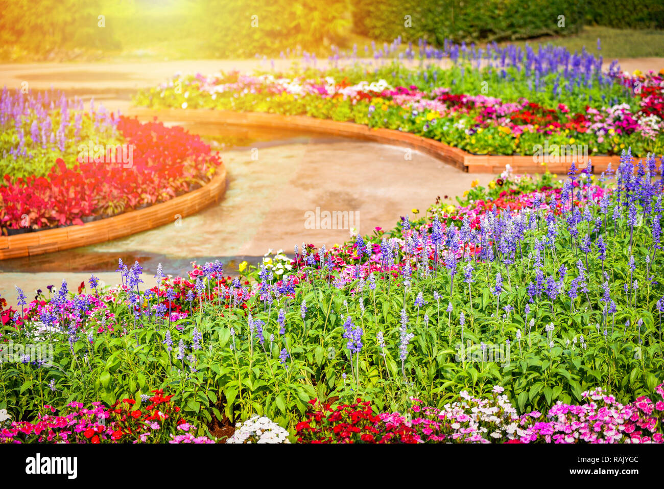 Colorful garden flower / Multi color Flora and pathway colorful ...