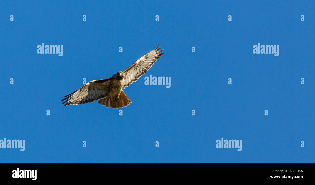 Raptor red tailed hi-res stock photography and images - Alamy