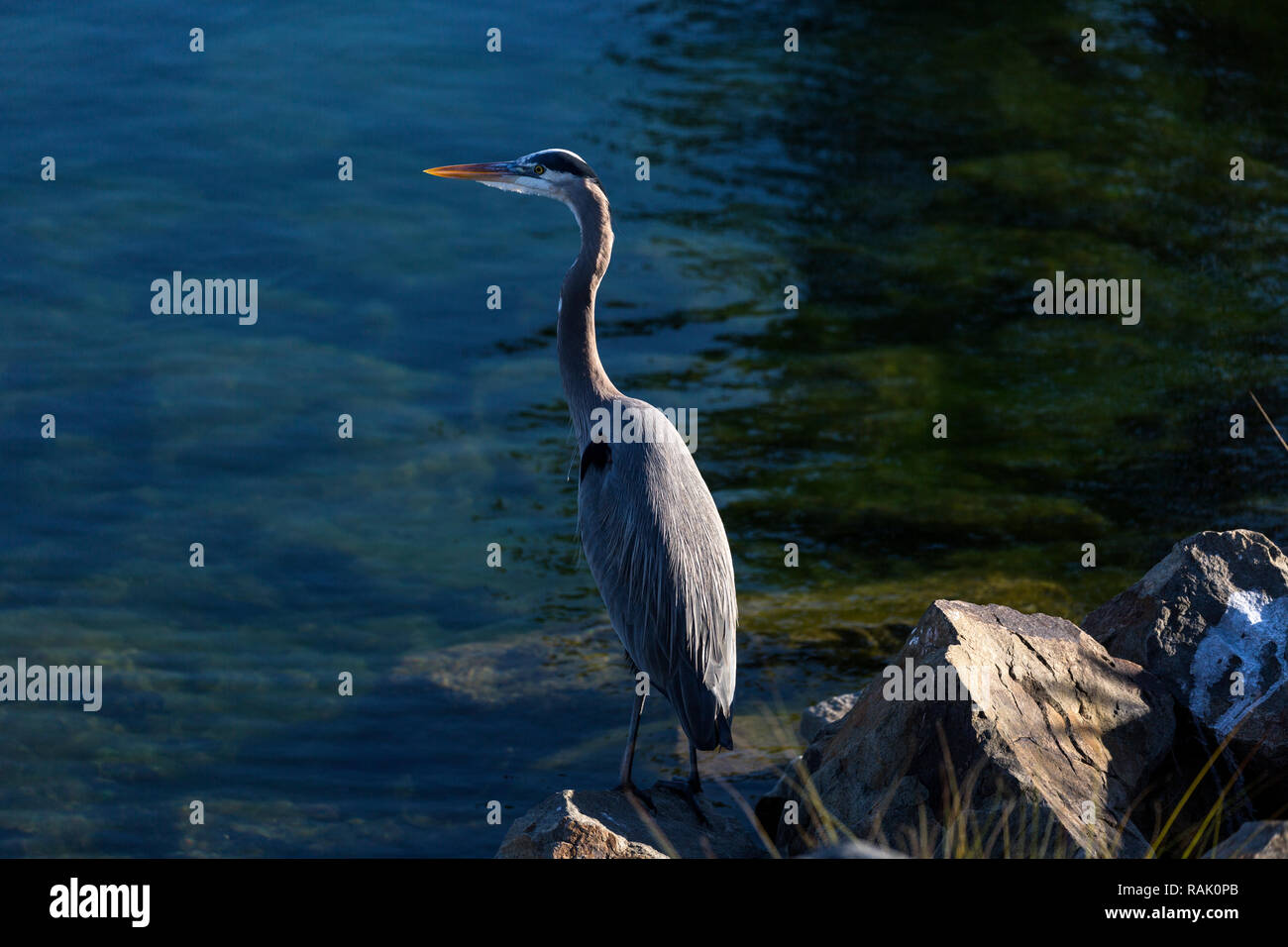 Great Blue Heron hunting Stock Photo - Alamy