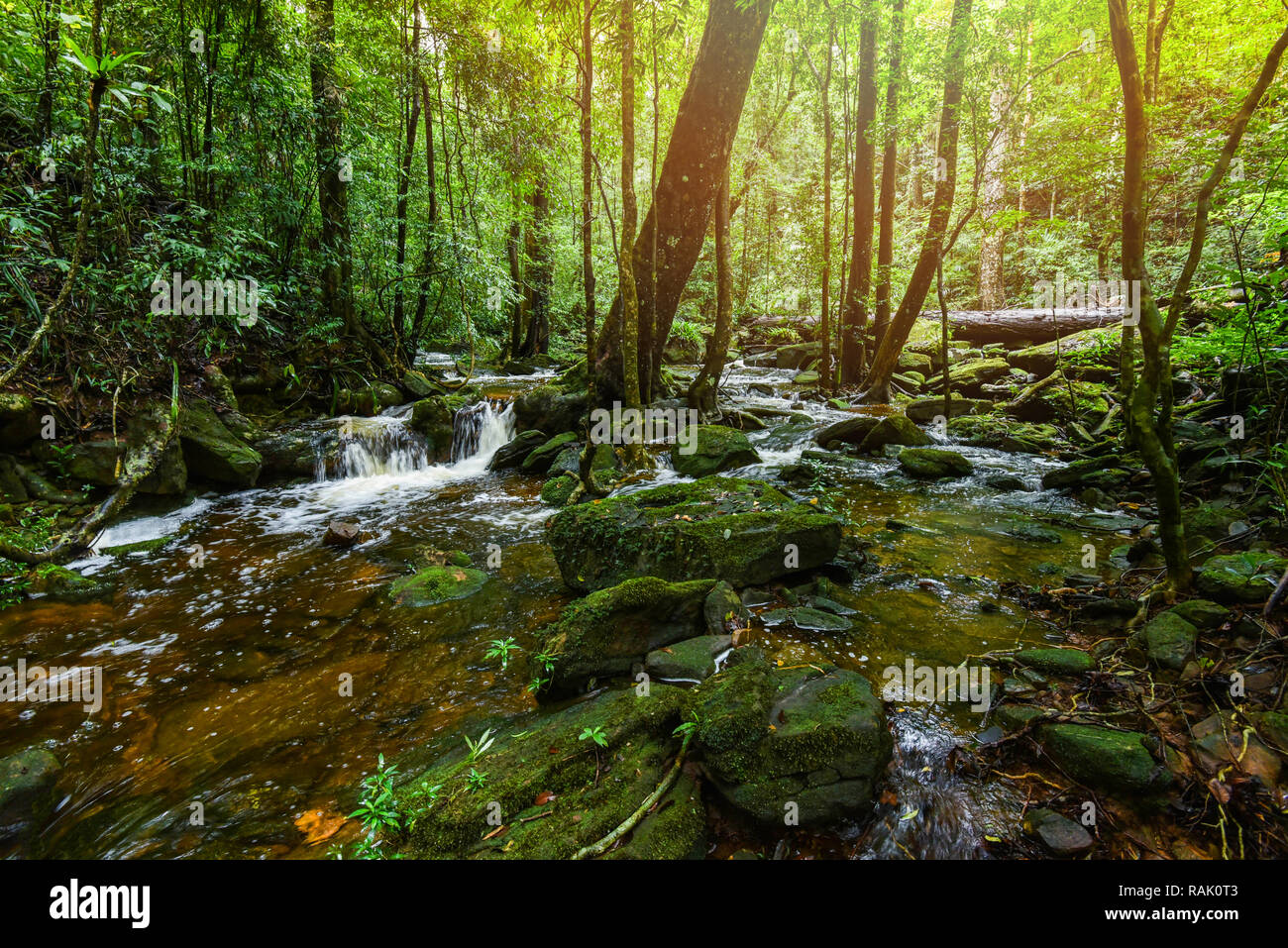 plant tropical stream waterfall forest / nature green plant tree ...