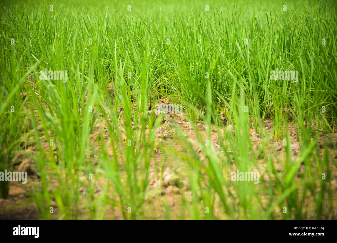Arid green rice field / Cracked ground dry land during the dry season ...
