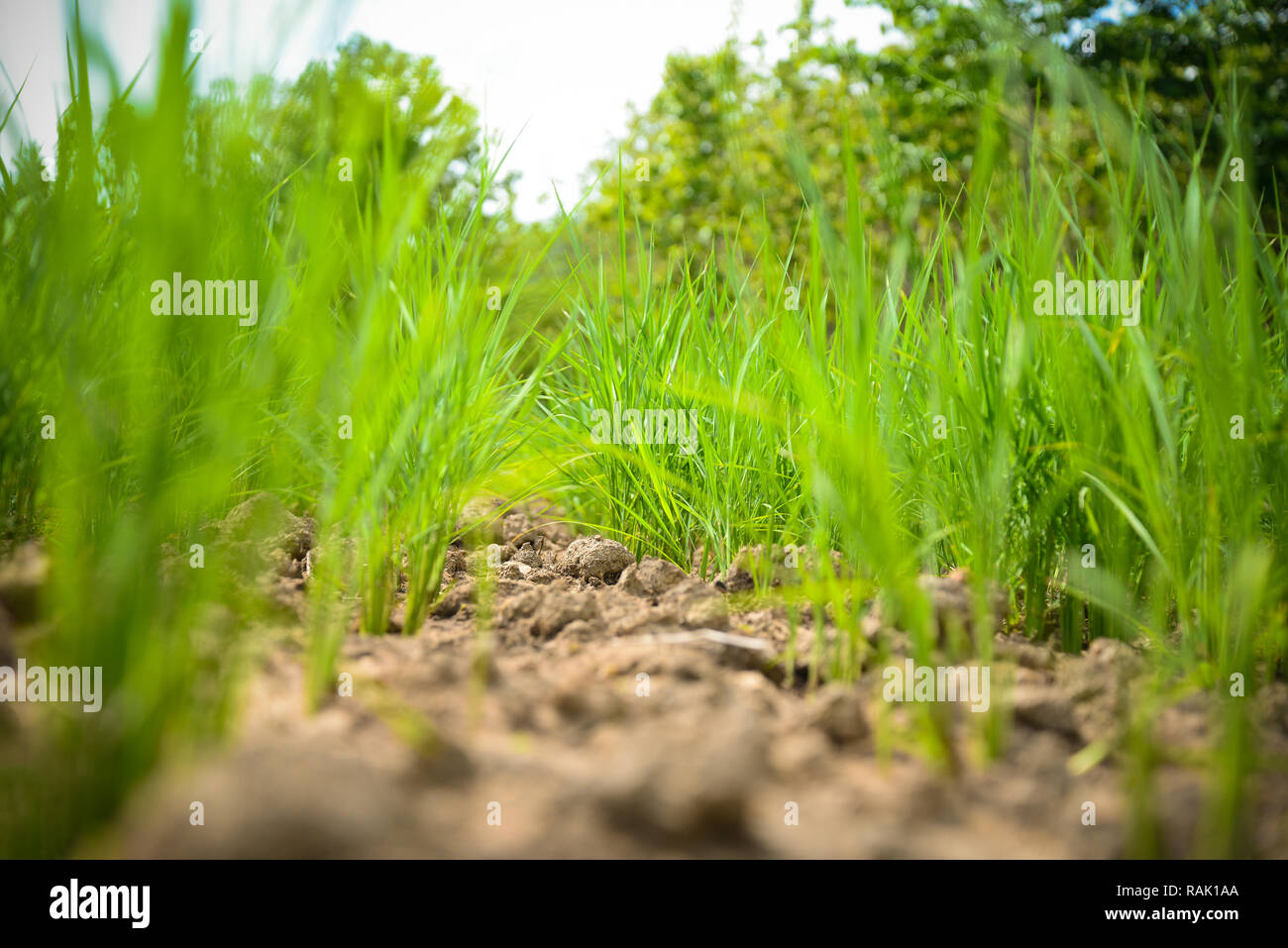 Arid green rice field / Cracked ground dry land during the dry season ...