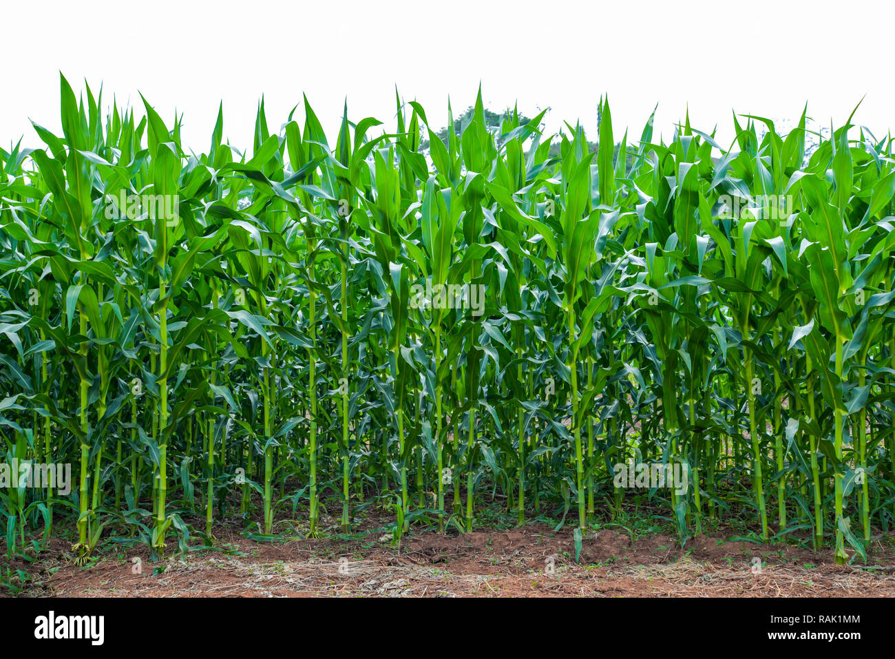 Corn field growing up / green corn field farming plant crop corn tree in area agriculture field ...