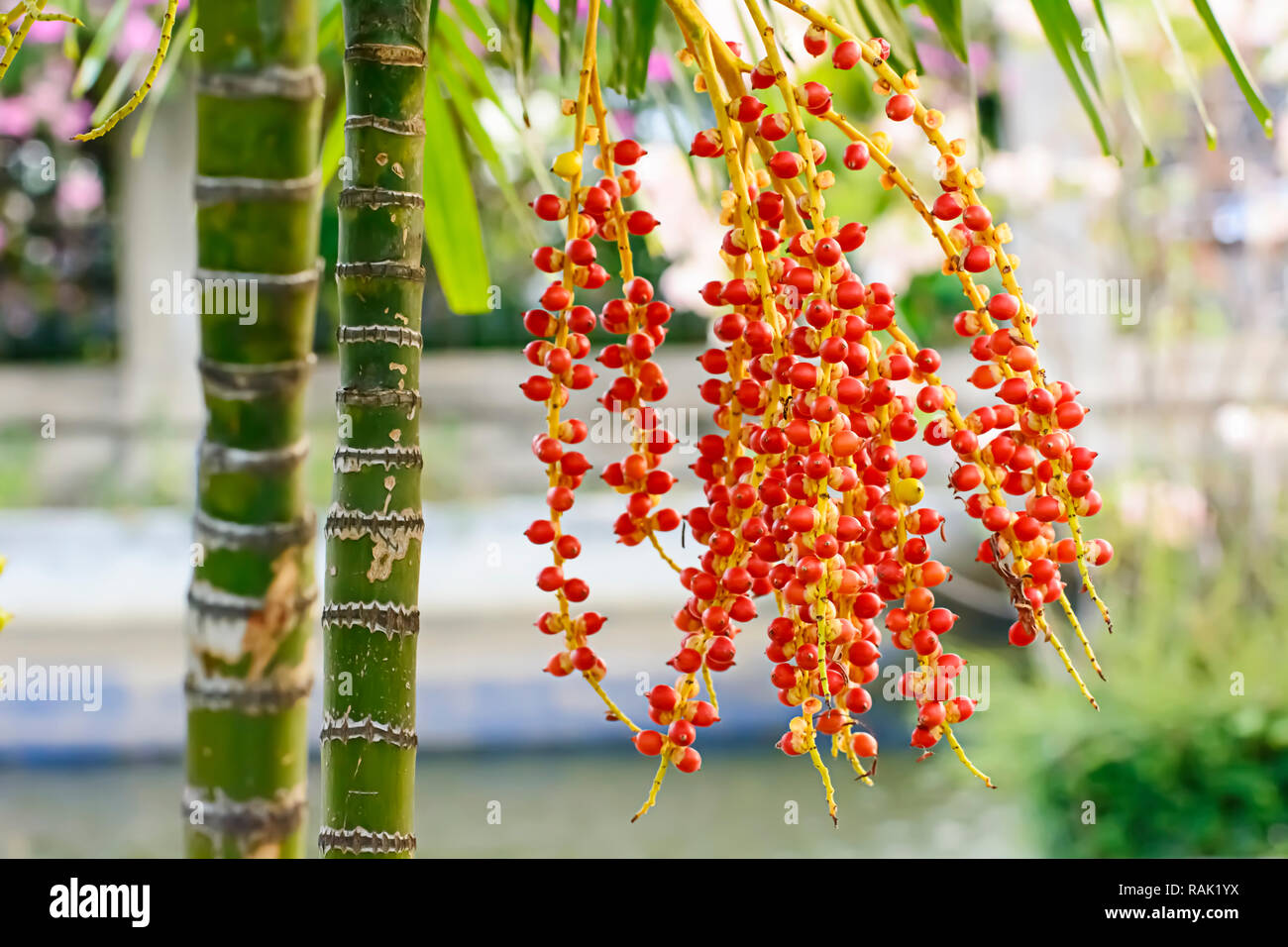 Areca catechu is a species of palm which grows in much of the tropical ...