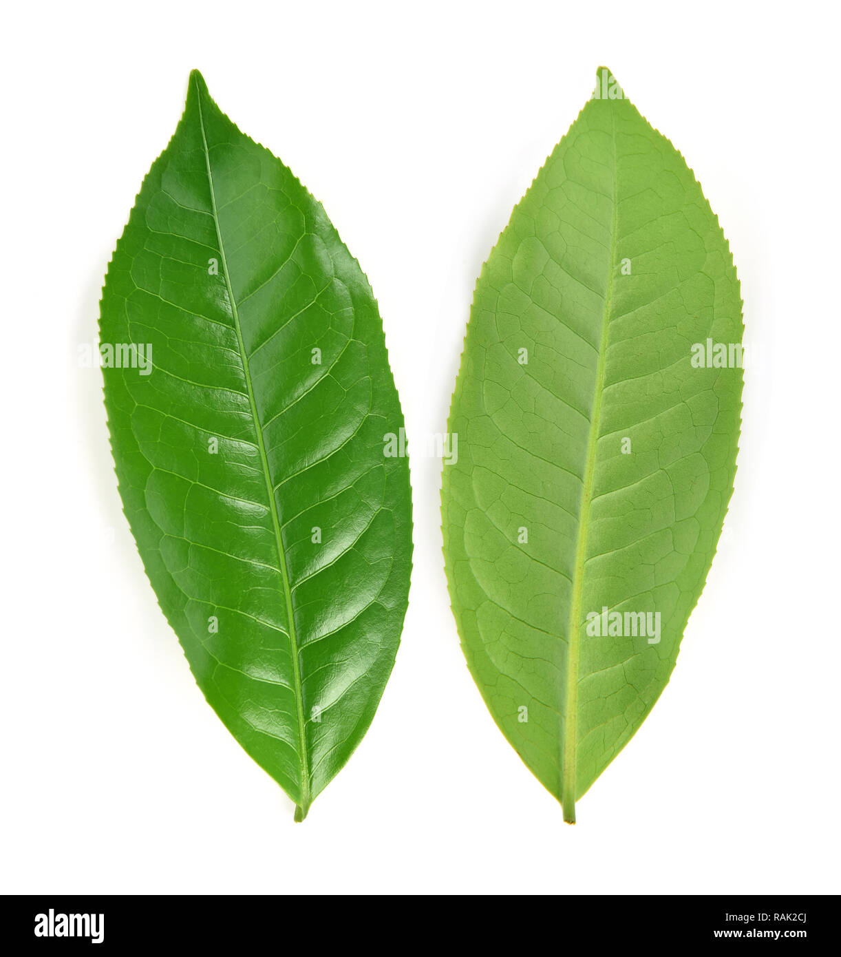Two leaves bud tea leaf hi-res stock photography and images - Alamy