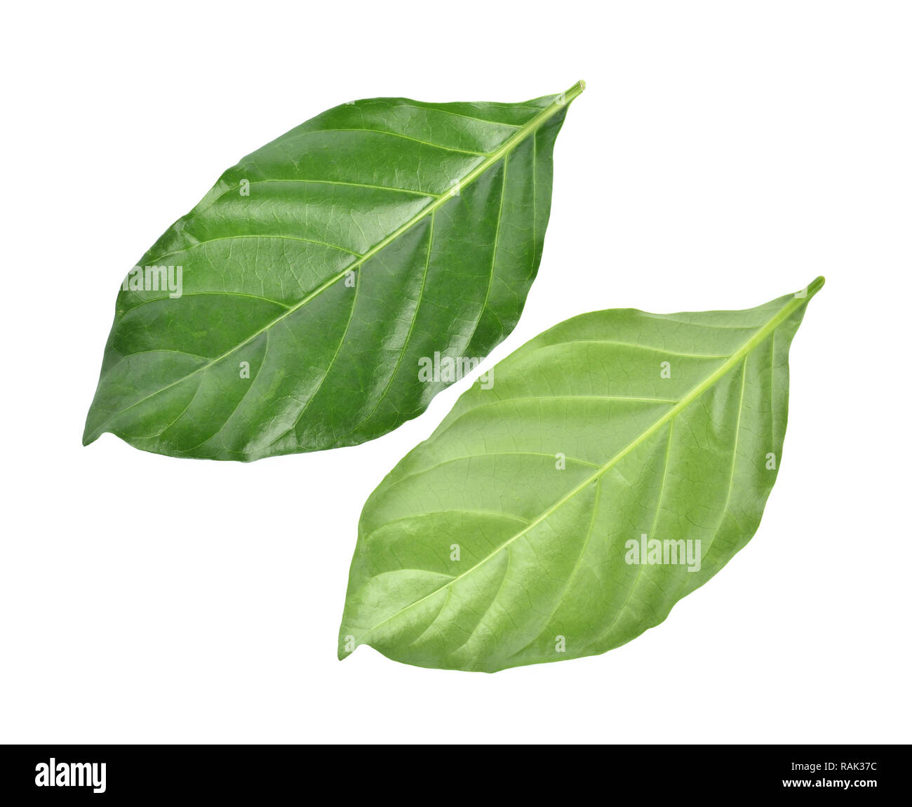 Green Noni leaf on white background Stock Photo - Alamy