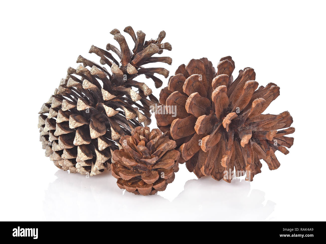 Big set of cones various coniferous trees isolated on white background ...