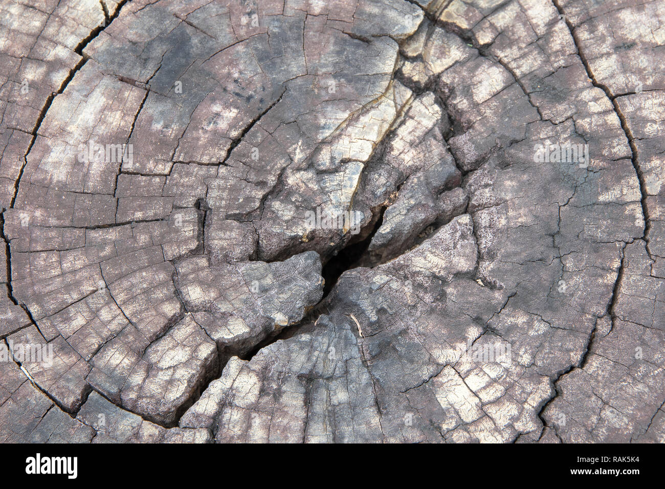 Surface tree hi-res stock photography and images - Alamy