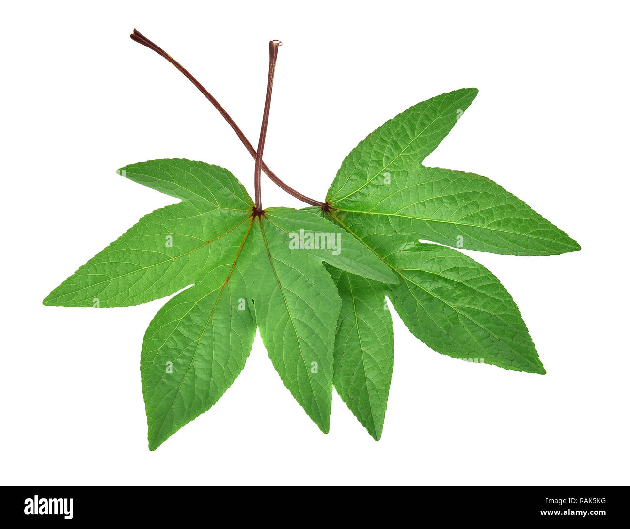 Green roselle plants Cut Out Stock Images & Pictures - Alamy