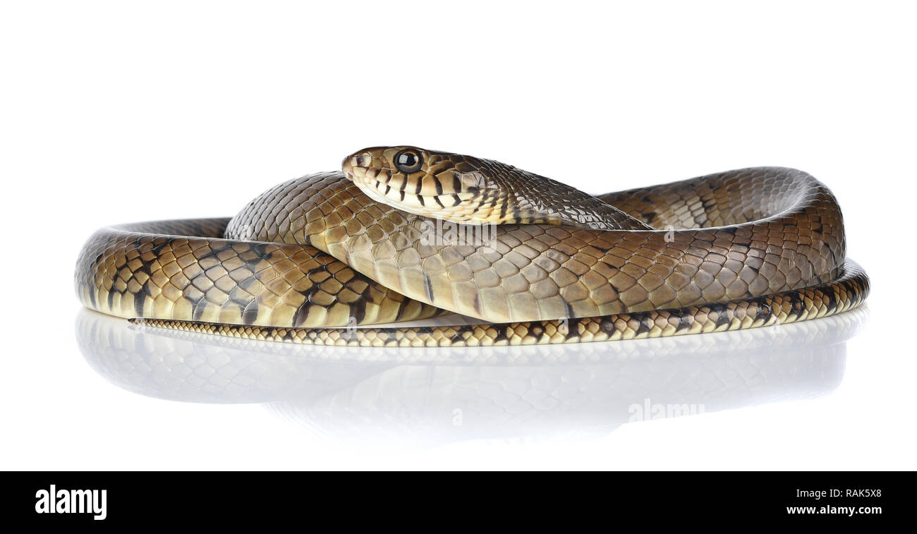 Baby adder hi-res stock photography and images - Alamy