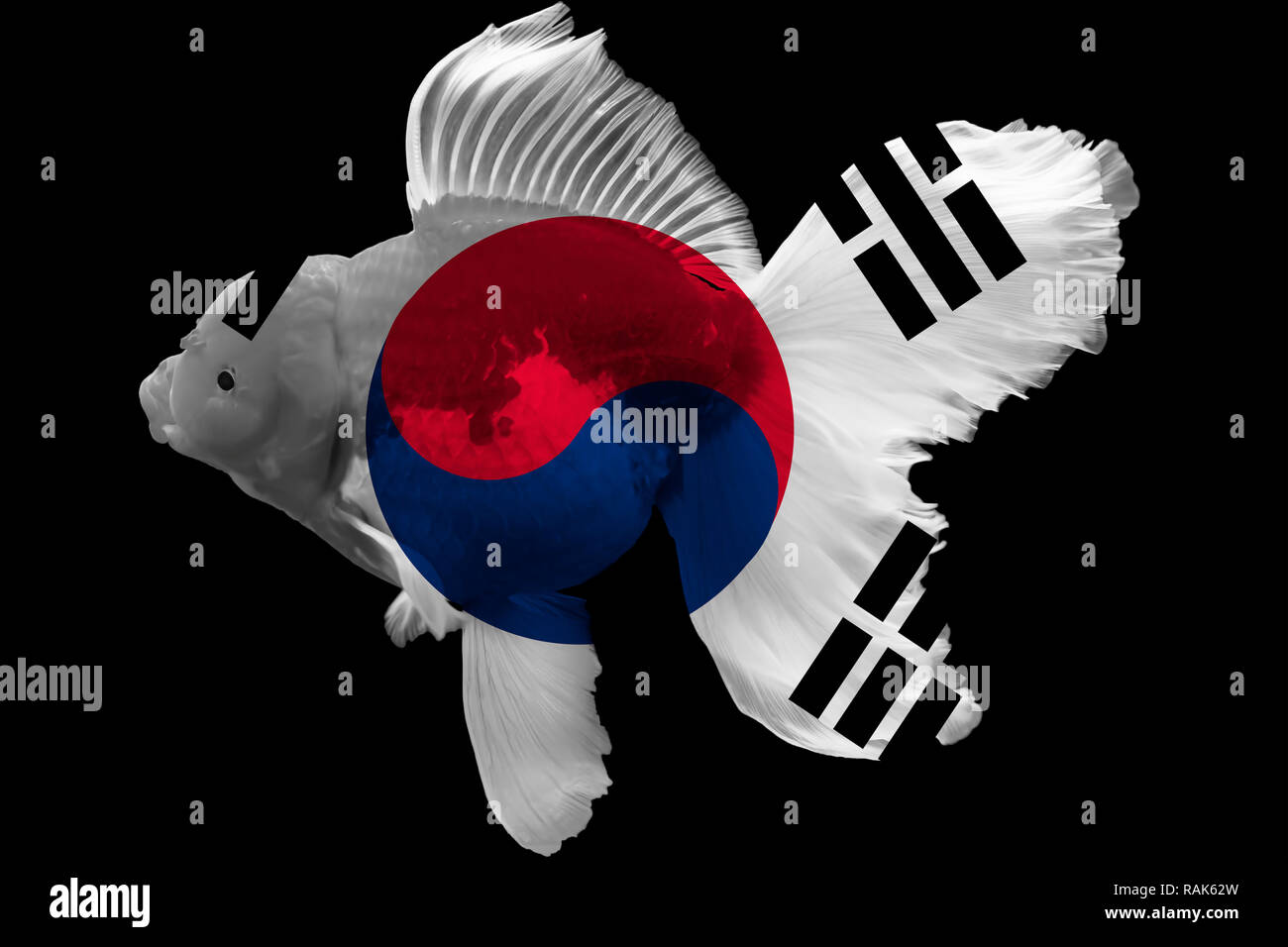 Flag of South Korea on goldfish with black background Stock Photo - Alamy