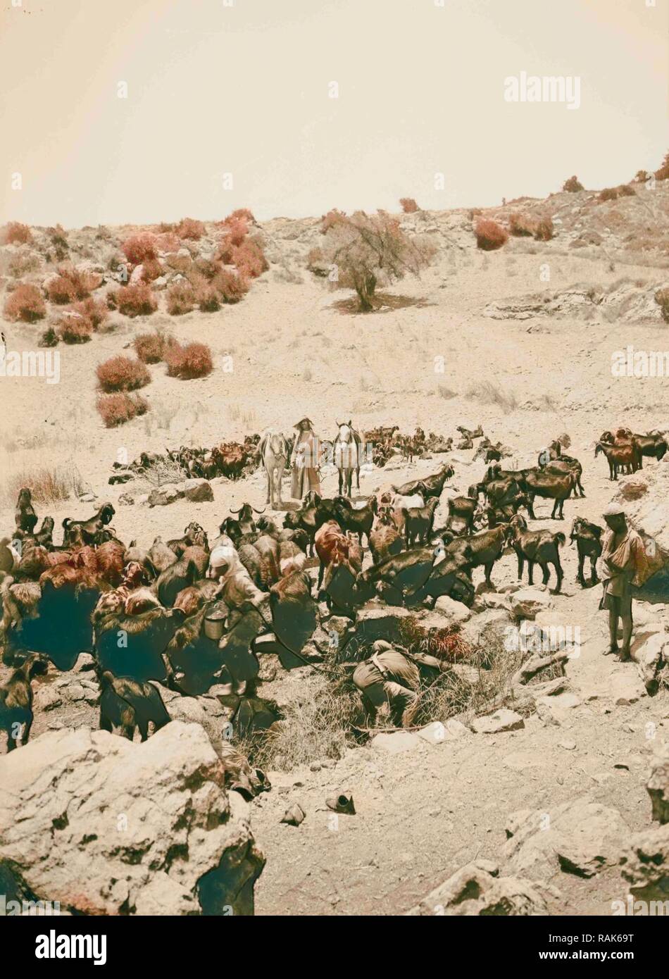 Shepherds and flocks at place of sacrifice 1900 Israel, Along the sea ...
