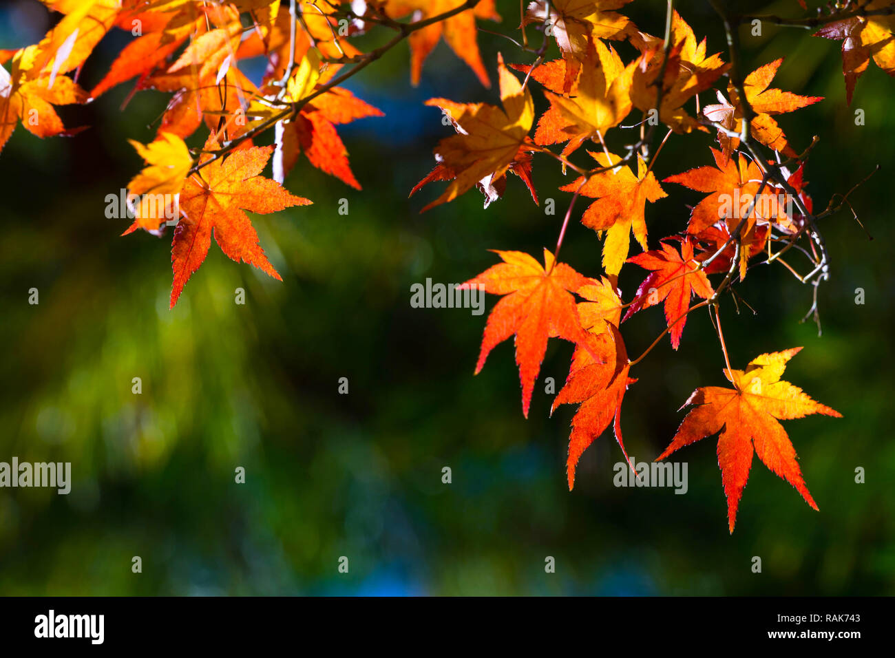 Bright november sunshine hi-res stock photography and images - Alamy