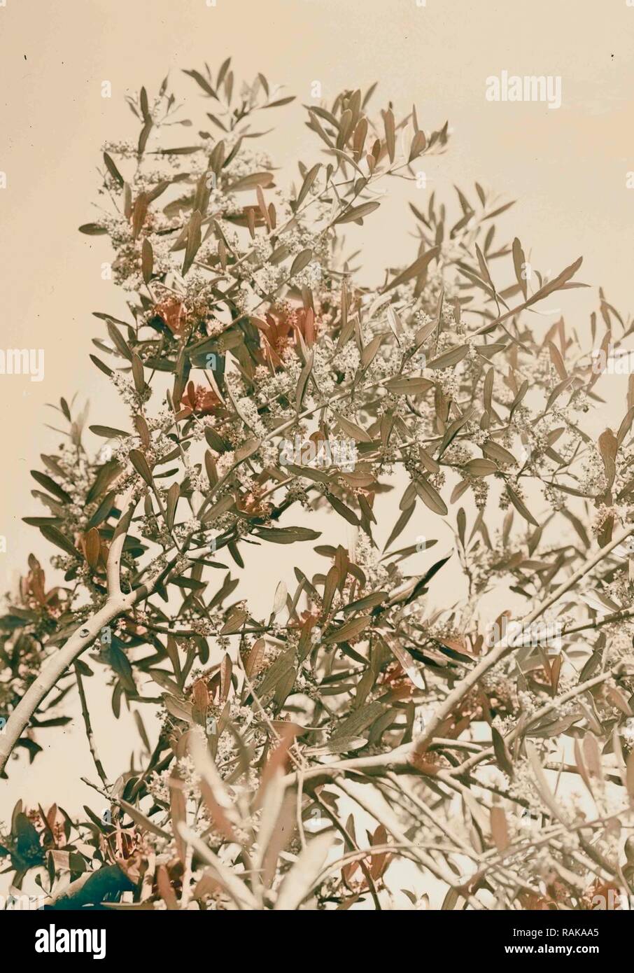 The terrible plague of locusts in Palestine, March-June 1915. Olive ...