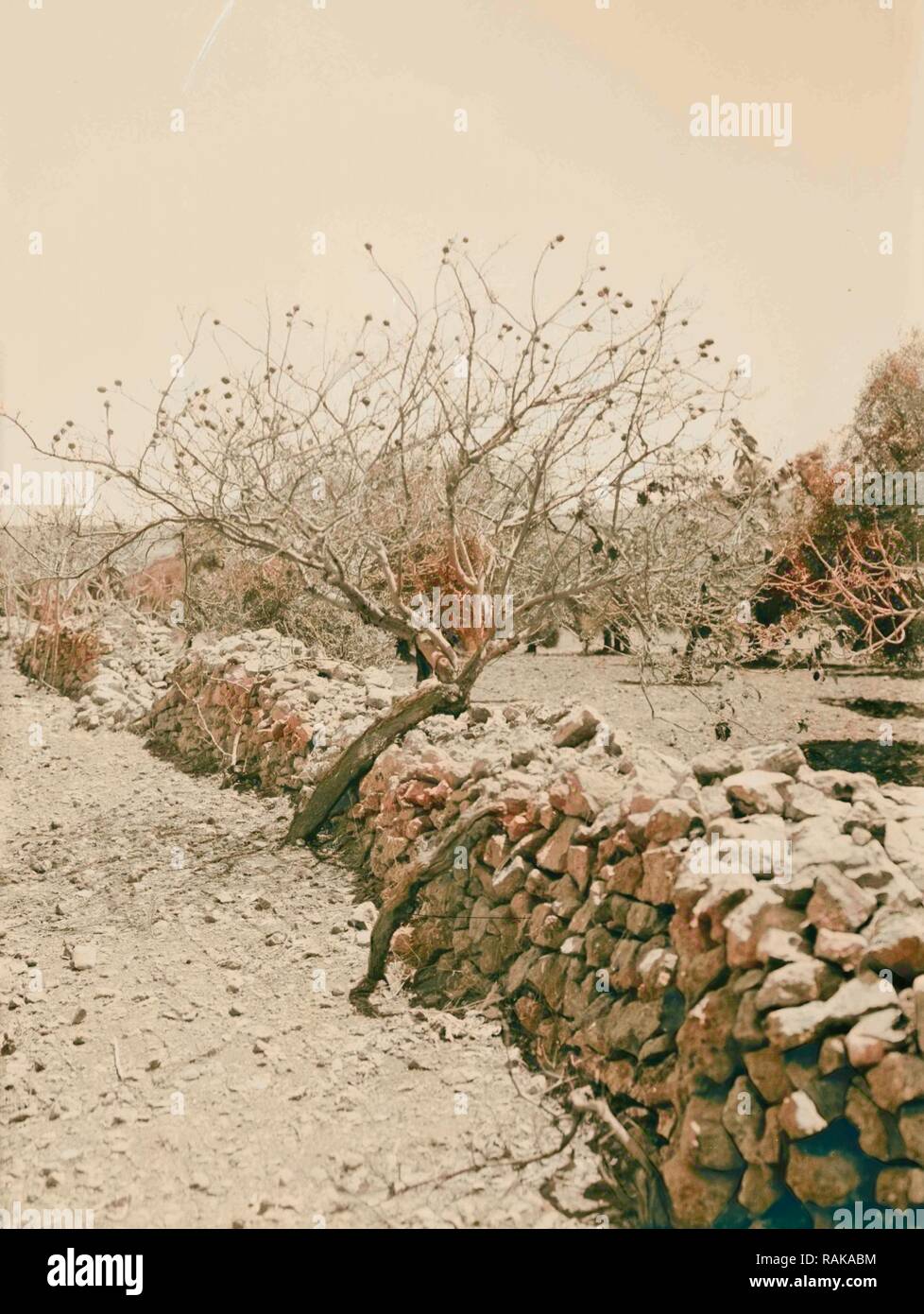 The terrible plague of locusts in Palestine, March-June 1915. Quince ... The terrible plague of locusts in Palestine, March-June 1915. Quince ...