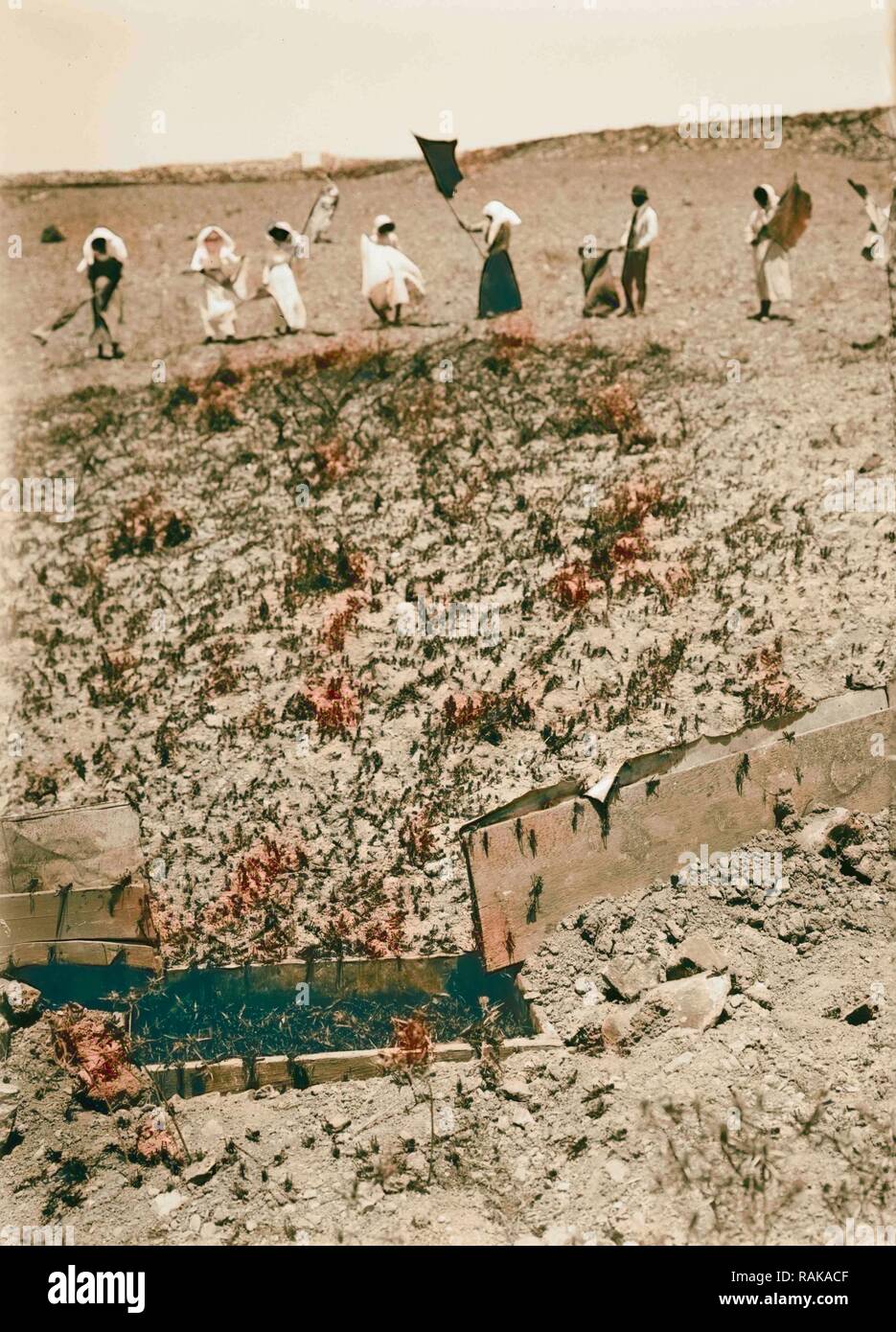 The terrible plague of locusts in Palestine, March-June 1915. Locusts ...
