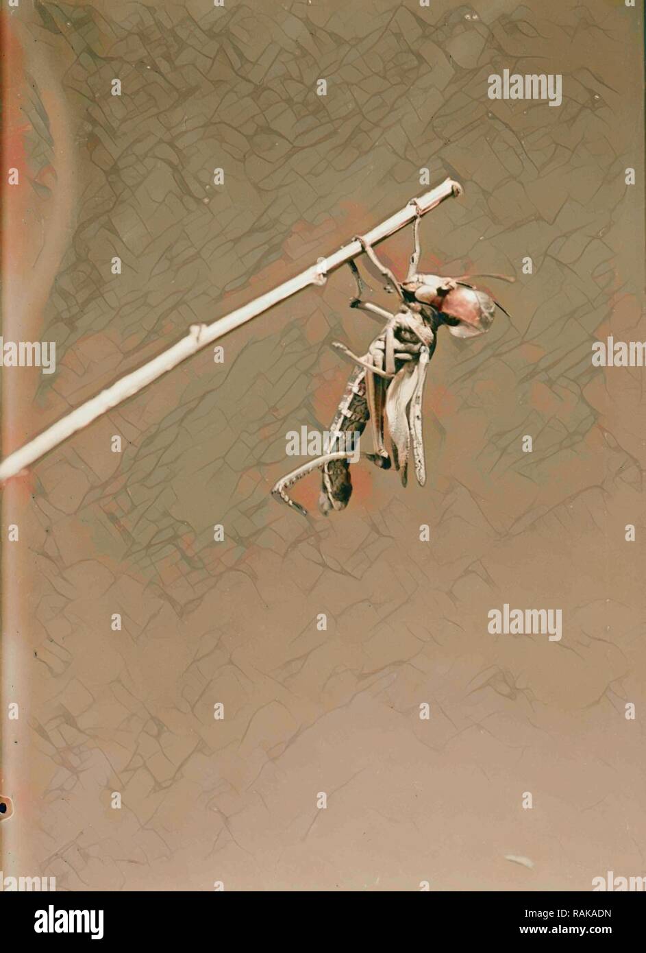 The terrible plague of locusts in Palestine, March-June 1915. A mishap ...