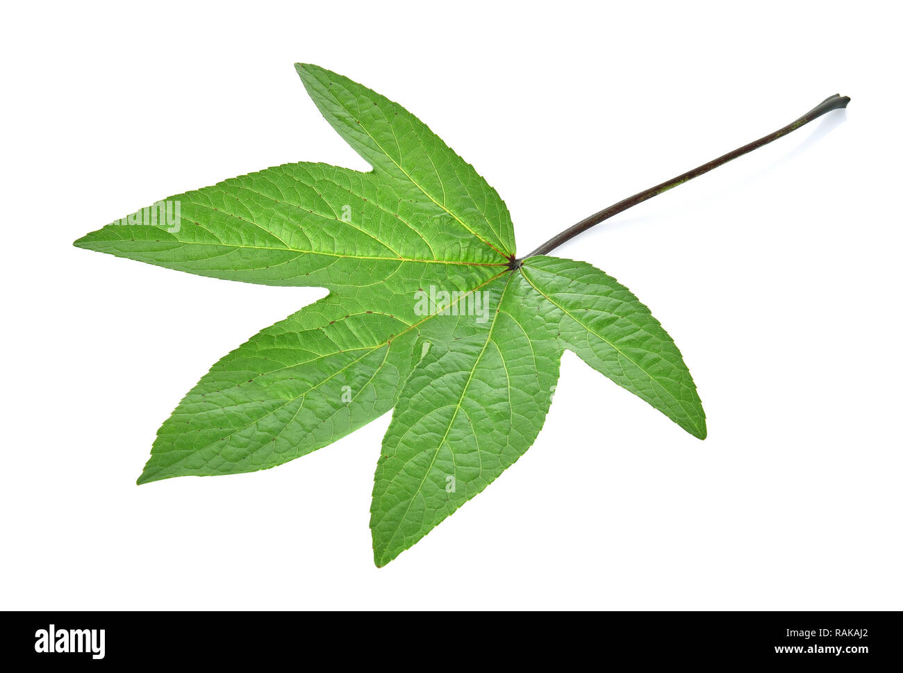 Red roselle flowers Cut Out Stock Images & Pictures - Alamy