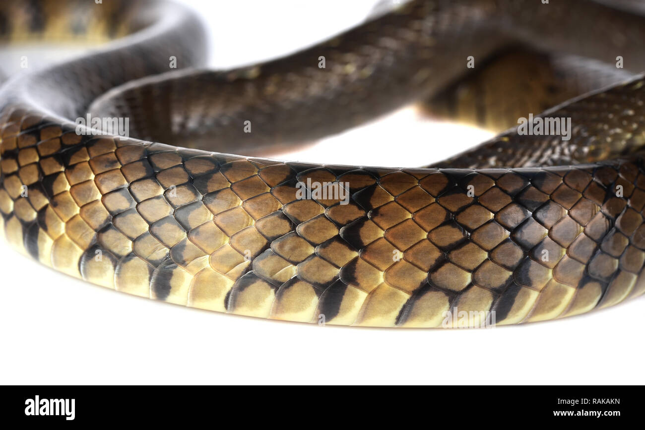 snake isolated on white background Stock Photo - Alamy