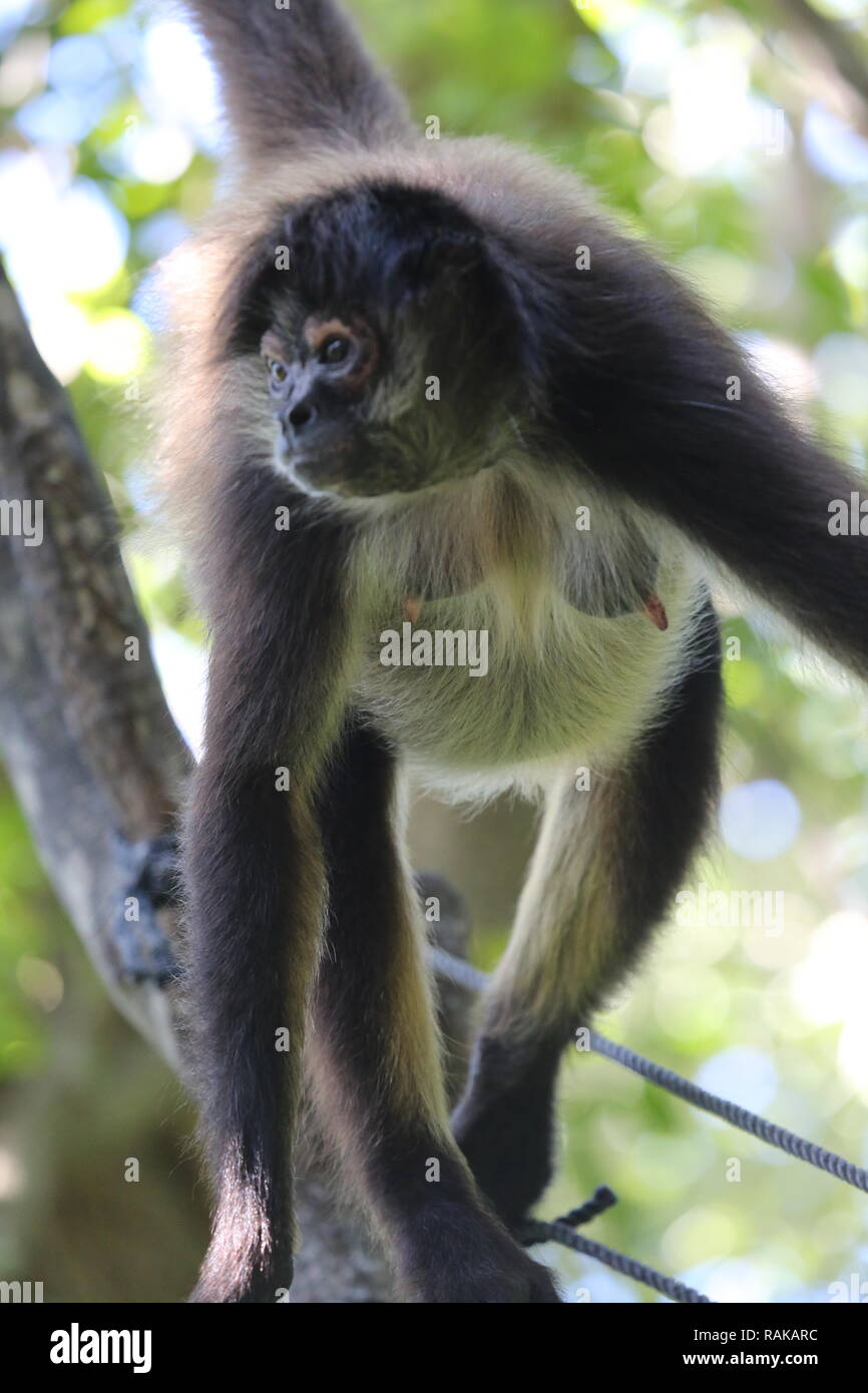 Monkey dinner hi-res stock photography and images - Alamy