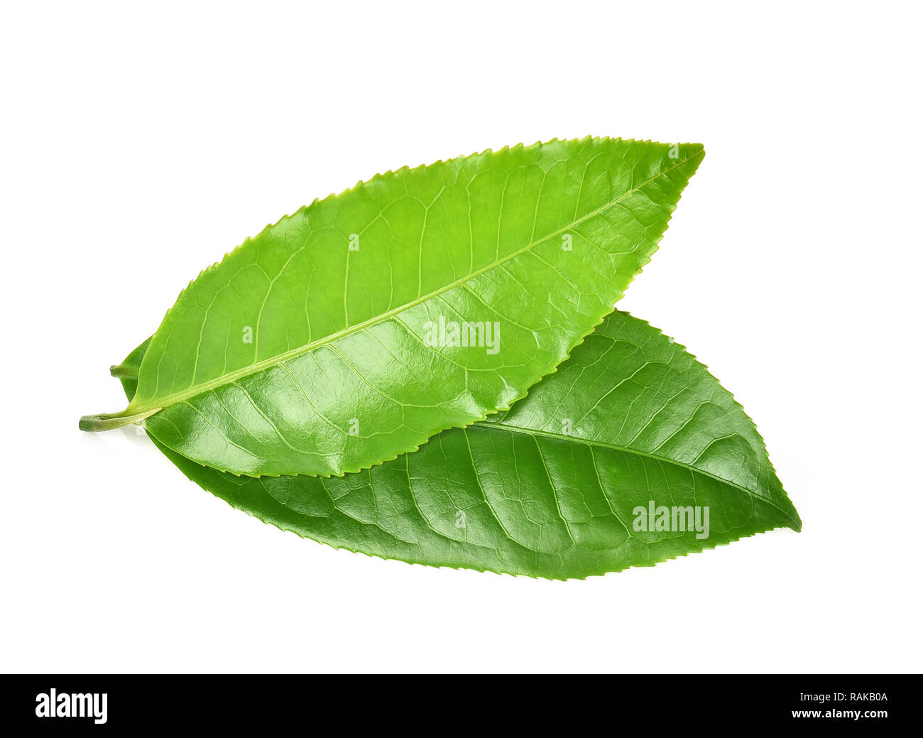 Two leaves bud tea leaf hi-res stock photography and images - Alamy