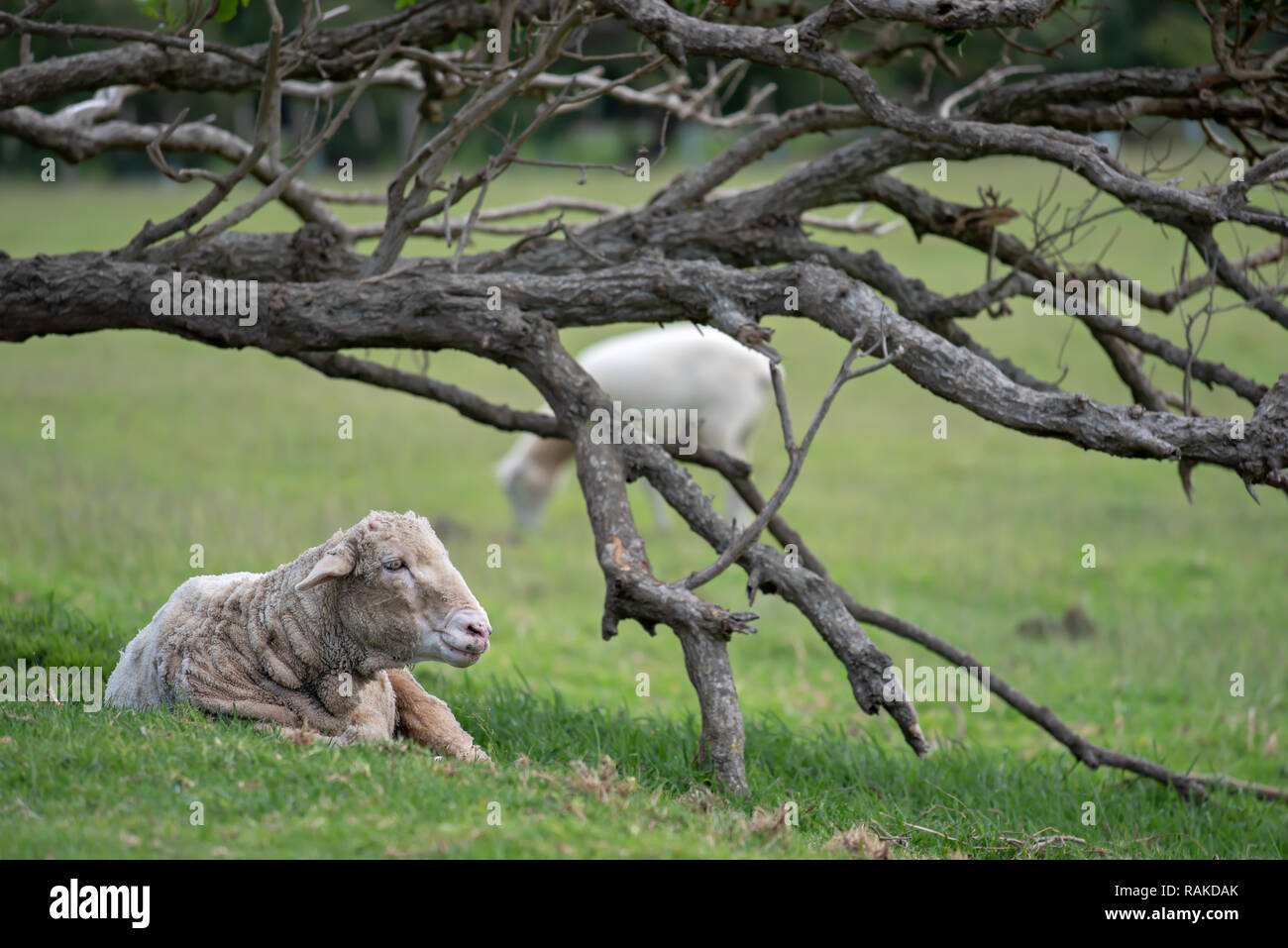 A shorn sheep resting under a leaf-less tree on a pasture Stock Photo ...