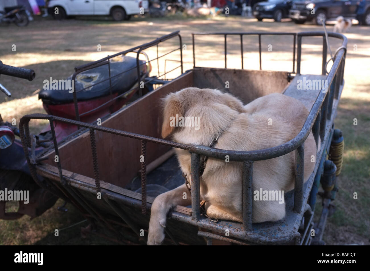 Cute dog on a sidecar motorcycle. funny Stock Photo - Alamy