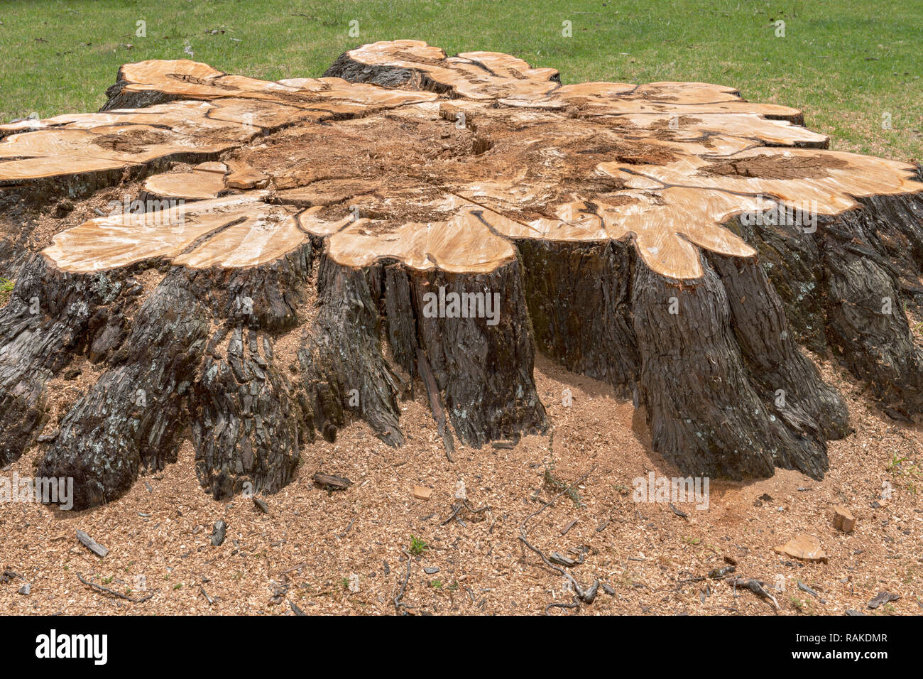 large tree stump of a freshly cut tree with saw dust all around Stock ...
