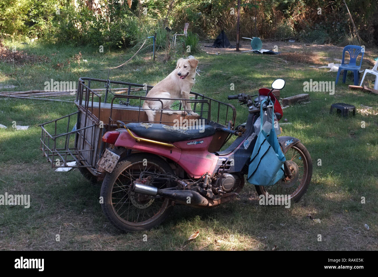 Sidecar dog hi-res stock photography and images - Alamy