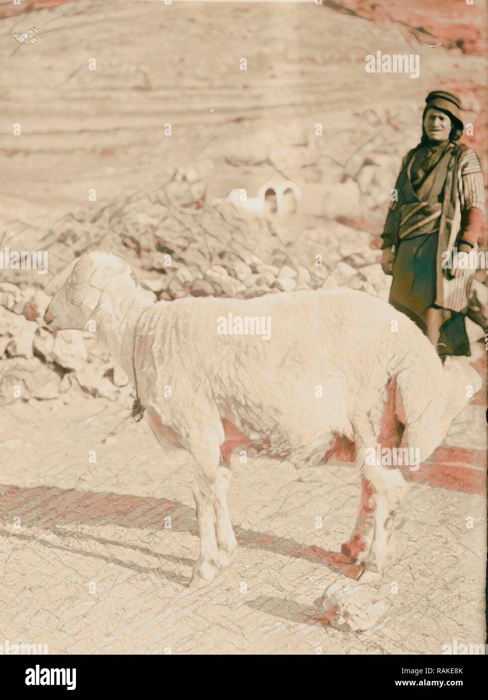 Fat tailed sheep hi-res stock photography and images - Alamy