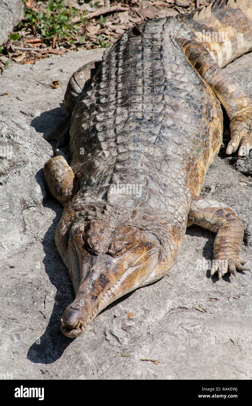 Gharial head detail hi-res stock photography and images - Alamy