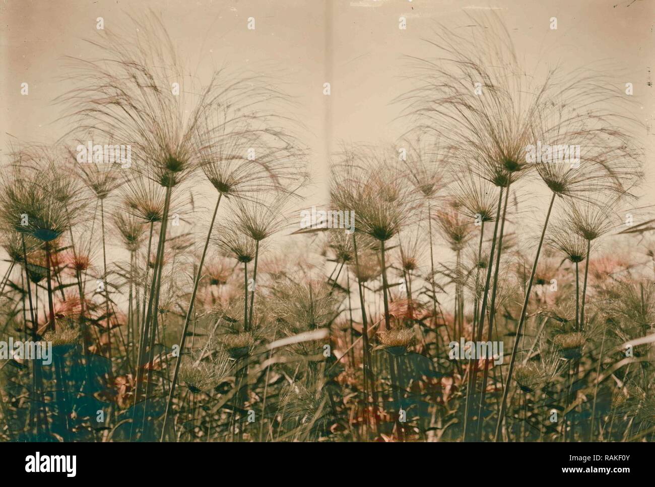 Wild flowers of Palestine. Papyrus at Lake Merom (Cyperus Papyrus L ...