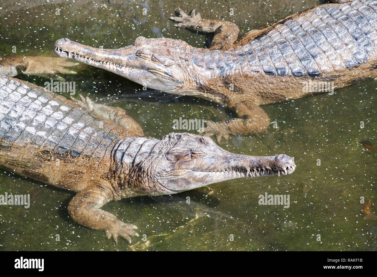 Gavial , Close-up of gavial Stock Photo - Alamy