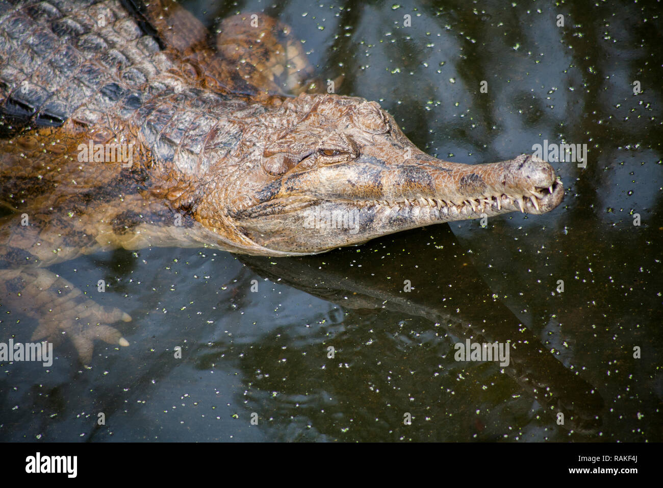 Gharial gavialis gangeticus skin hi-res stock photography and images ...