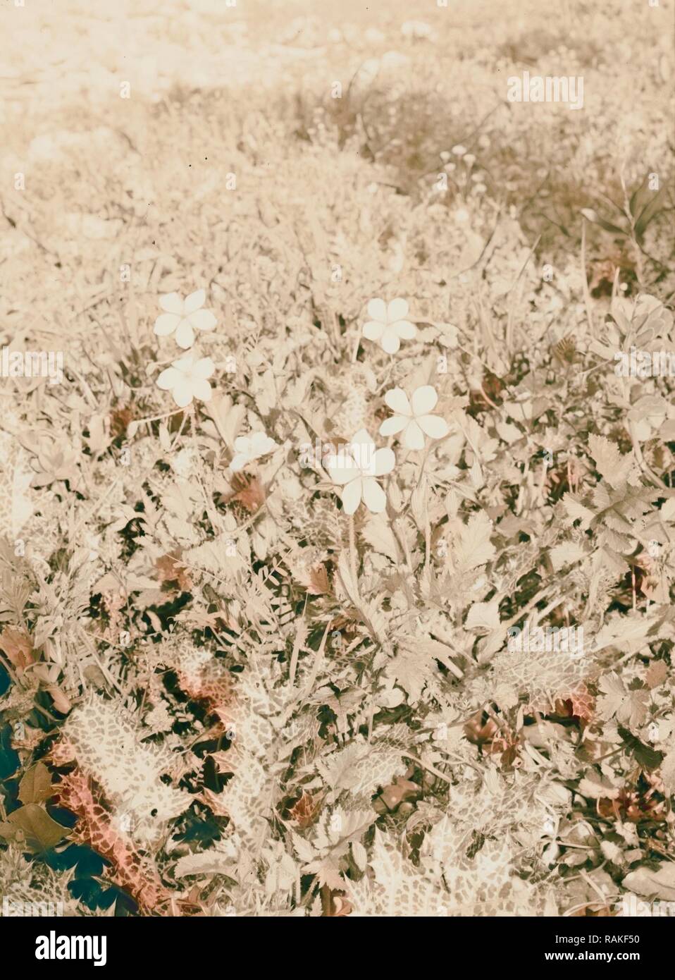 Wild flowers of Palestine. Blue geranium (Erodium gruinum (L.) L'Her ...